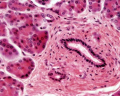 Gastrointestinal Tract - Pancreas Histology - Embryology