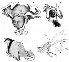 Pharyngeal arches - Embryology