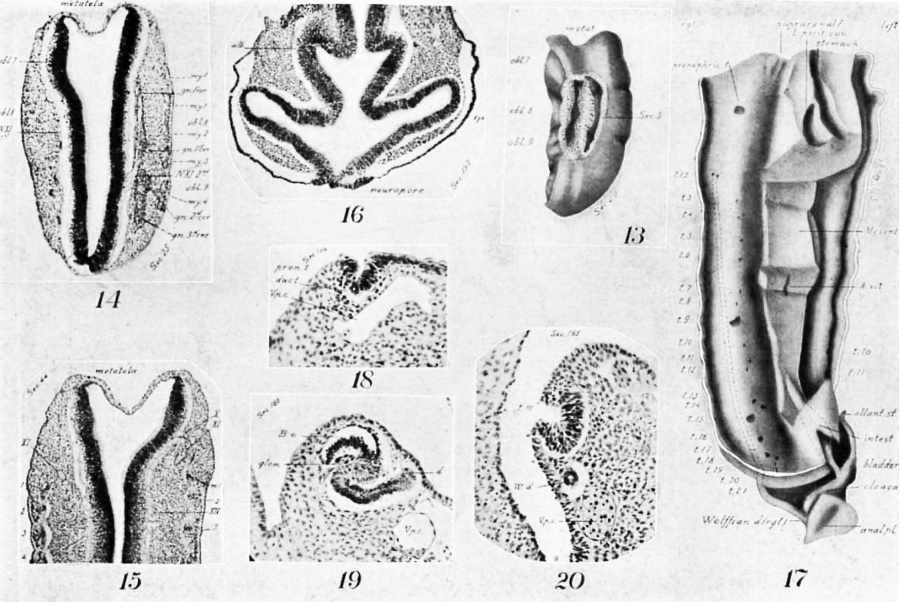Paper - A three weeks human embryo with especial reference to the brain ...