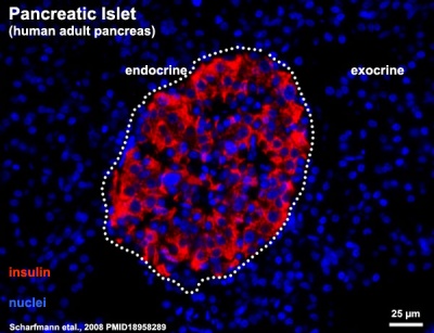Gastrointestinal Tract - Pancreas Histology - Embryology