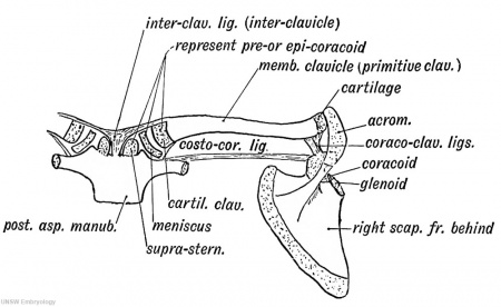 Musculoskeletal System - Shoulder Development - Embryology