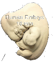 Category:Animation - Embryology