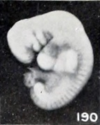Category:Carnegie Embryo 1380 - Embryology