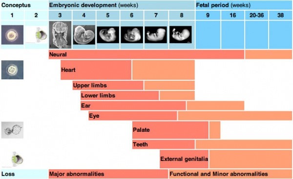 Abnormal Development - Environmental - Embryology