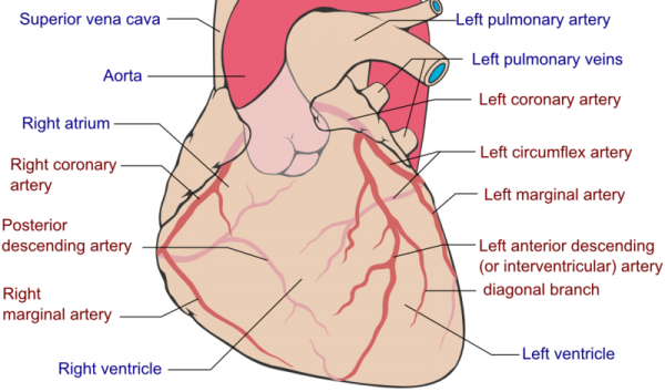 Cardiovascular System - Coronary Circulation Development - Embryology