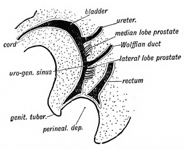 Book - Human Embryology and Morphology 9 - Embryology