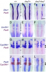 Rat Development - Embryology