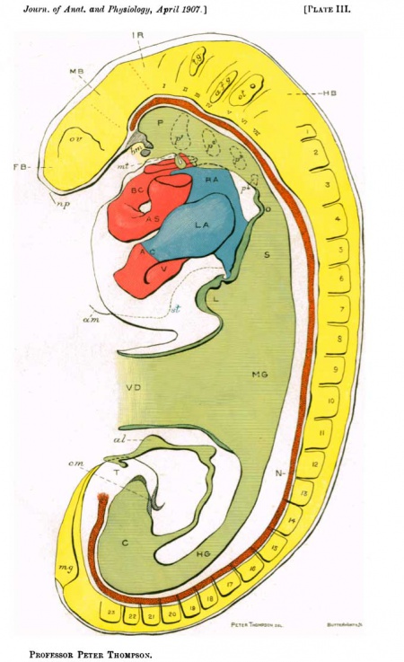 Paper - Description of a Human Embryo of Twenty-three Paired Somites ...