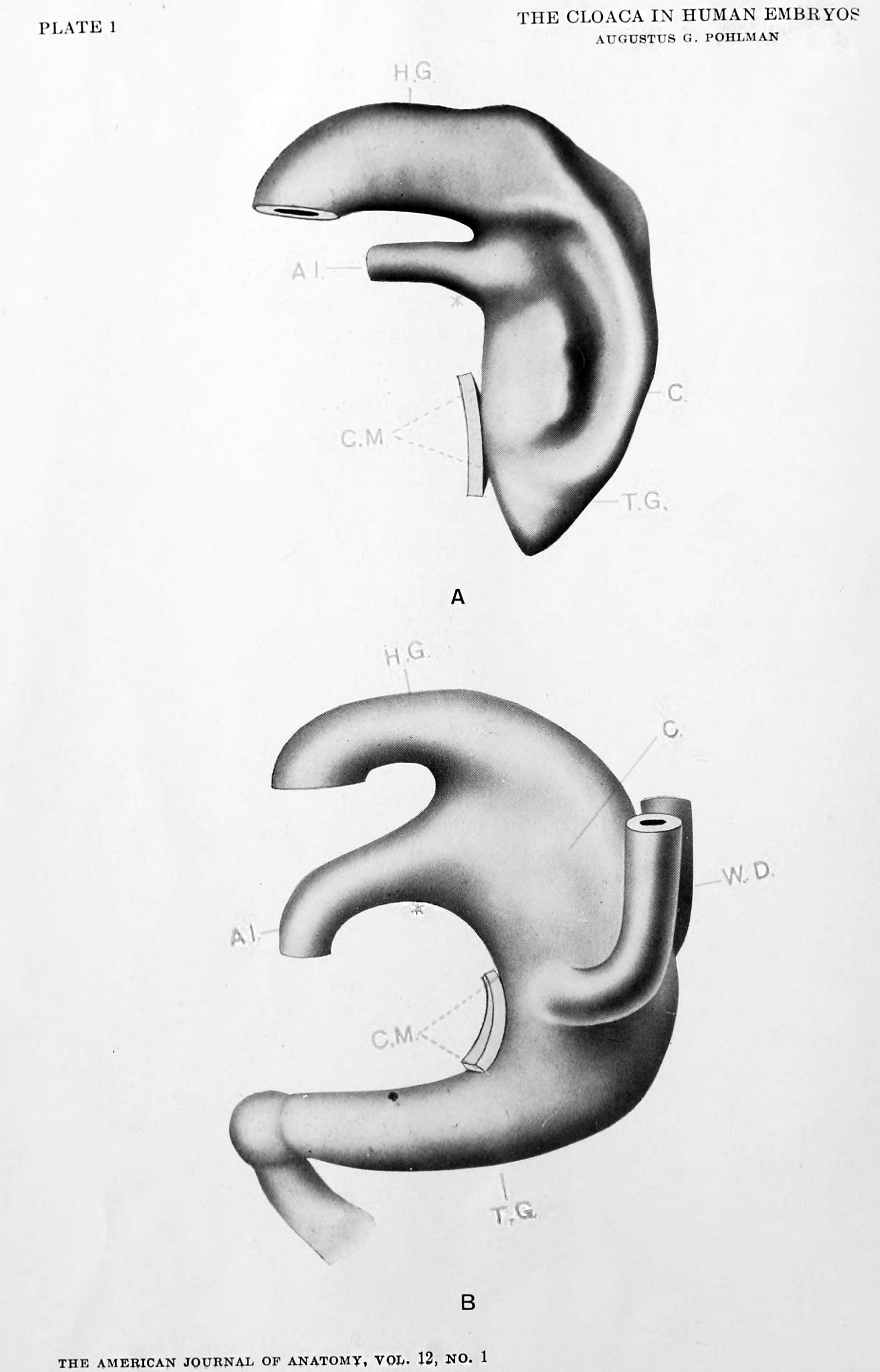 Paper - The development of the cloaca in human embryos - Embryology