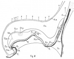 Category:Carnegie Stage 9 - Embryology
