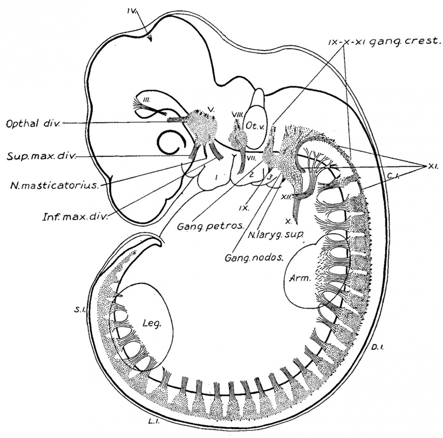 Paper - The Development of the Cranial and Spinal Nerves in the ...
