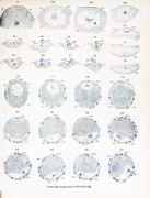 Paper - The Organization and Cell-Lineage of the Ascidian Egg - Embryology