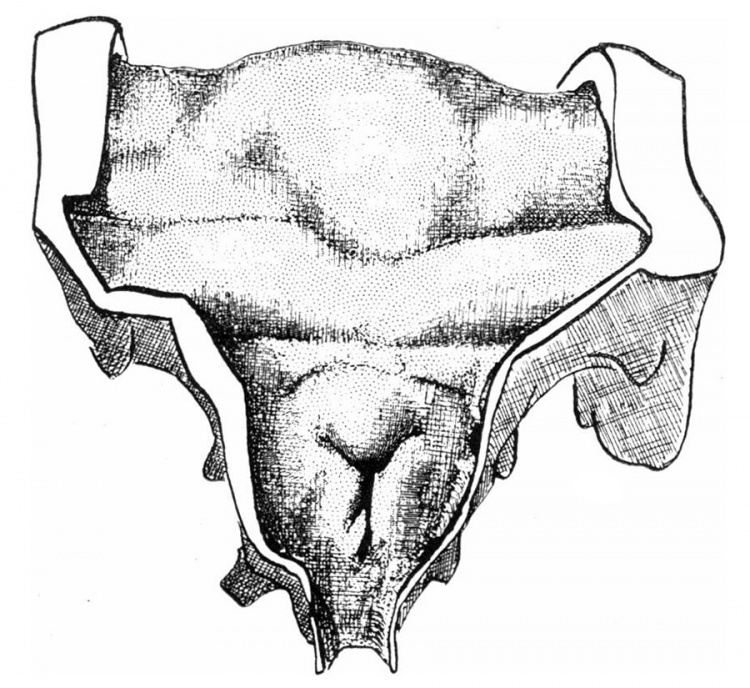 Paper - Development of the larynx (1910) - Embryology
