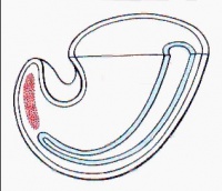 Secondary Neurulation Movie - Embryology