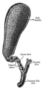 Gastrointestinal Tract - Gallbladder Development - Embryology