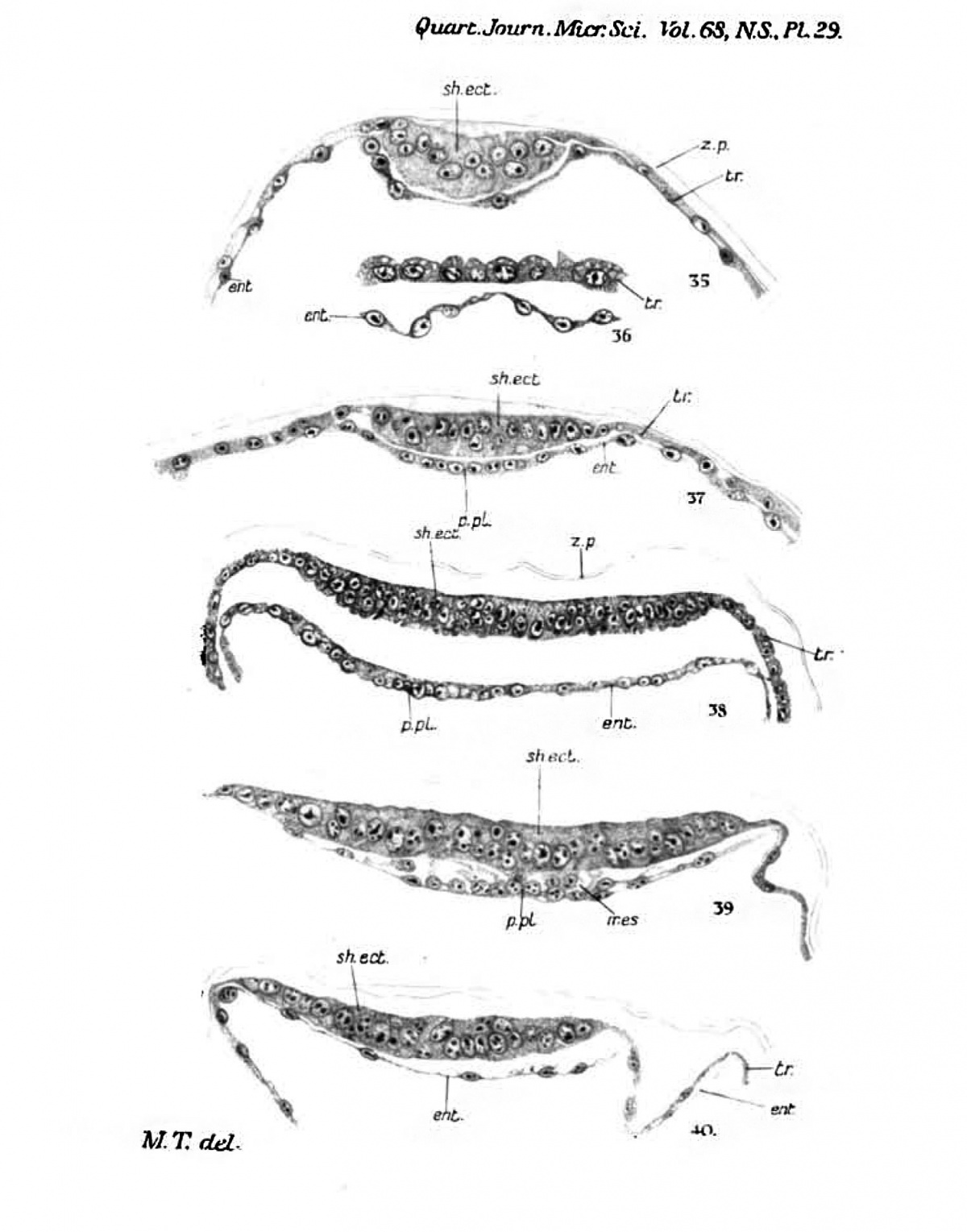 The early development of the cat - figures - Embryology