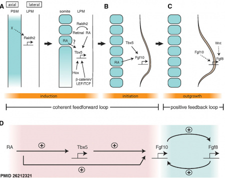 Molecular Development - Signaling - Embryology