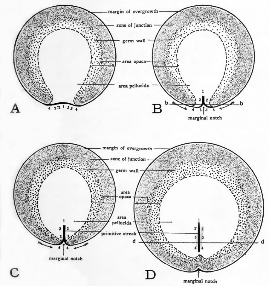 Book - The Early Embryology of the Chick 5 - Embryology