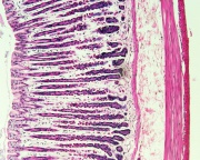 Gastrointestinal Tract - Histology - Embryology