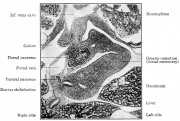 Gastrointestinal Tract - Pancreas Development - Embryology