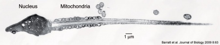 Spermatozoa Development - Embryology