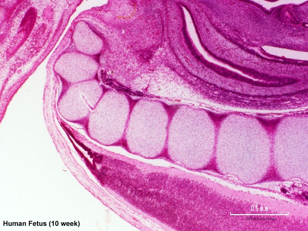 Neural - Spinal Cord Development - Embryology