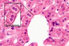 Gastrointestinal Tract - Histology - Embryology