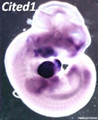 Category:Mouse - Embryology