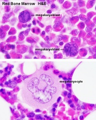 SH Practical - Lymphatic Structure and Organs - Embryology