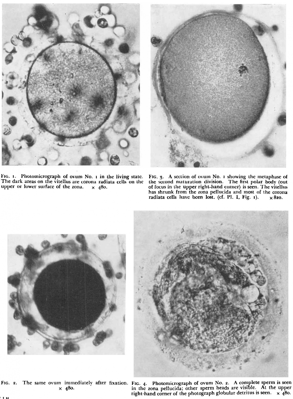 Paper - Phases of maturation, fertilization and early development in ...