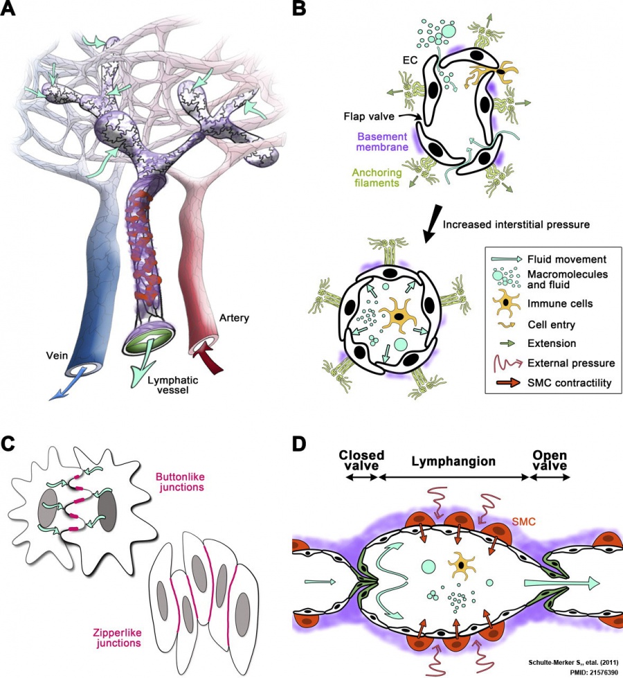 Cardiovascular System - Lymphatic Development - Embryology