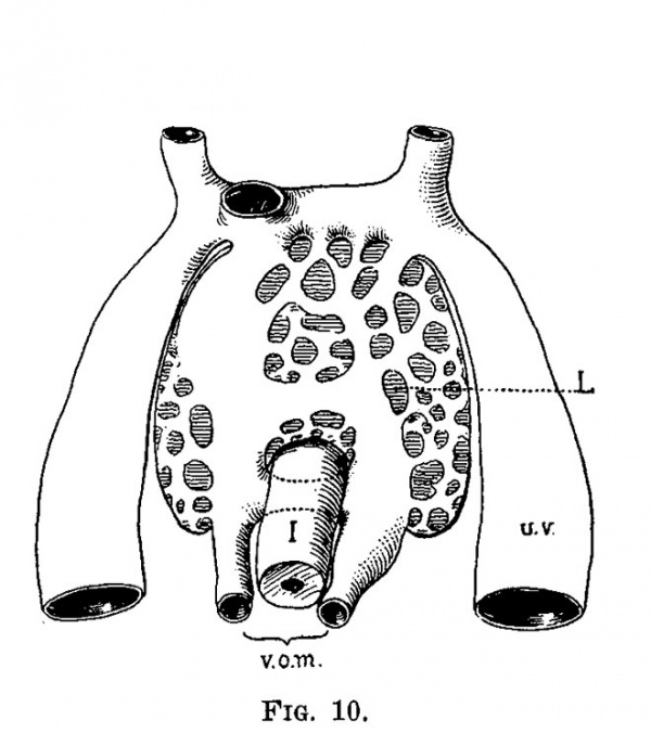Paper - A Study of the Structural Unit of the Liver - Embryology