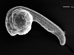 Category:Zebrafish - Embryology
