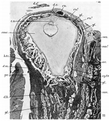 Paper - An Early Human Embryo (No. 1285, Manchester Collection), with ...
