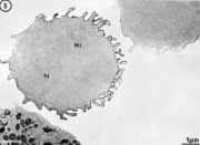 Immune System Development - Embryology