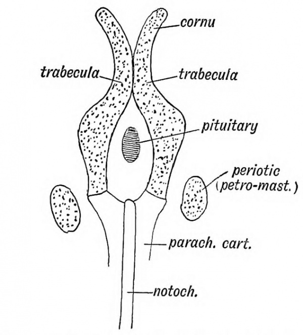 Book - Human Embryology and Morphology 13 - Embryology