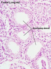 2010 Lecture 10 - Embryology