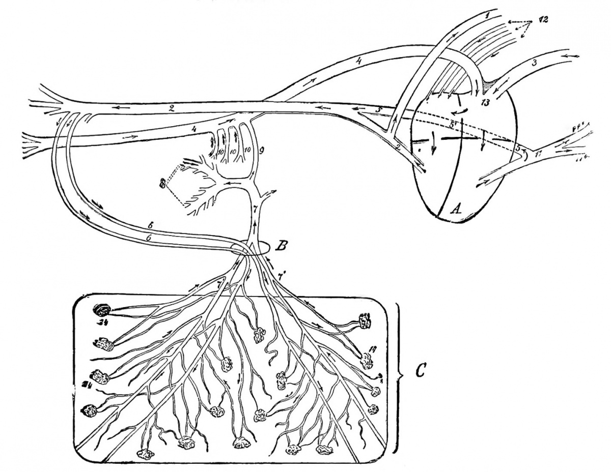 Bovine Development - Embryology