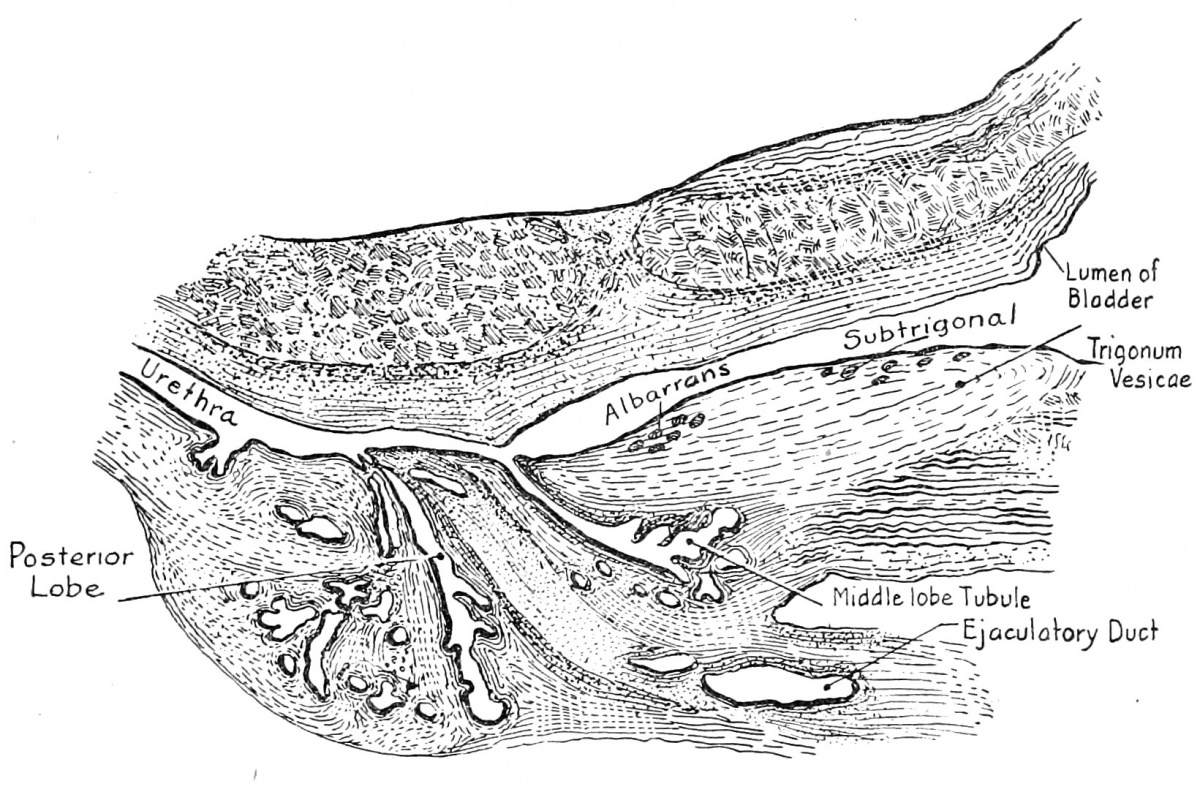 Paper - The development of the human prostate gland with reference to ...