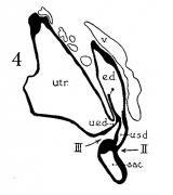 Paper - The early development of the membranous labyrinth in mammalian ...