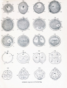 Paper - The Organization and Cell-Lineage of the Ascidian Egg - Embryology