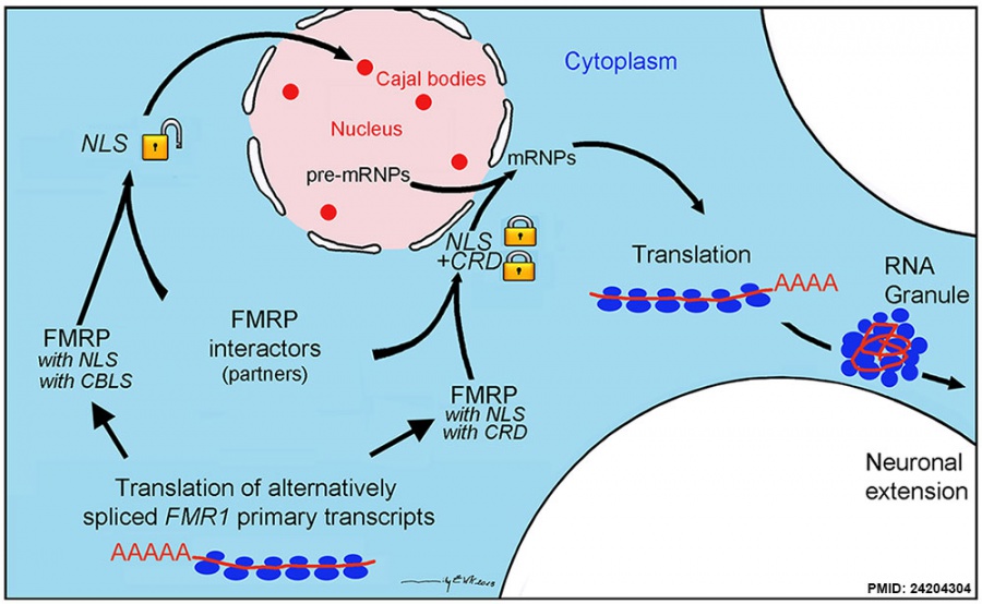 Fragile X Syndrome - Embryology
