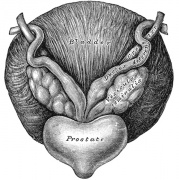 Prostate Development - Embryology