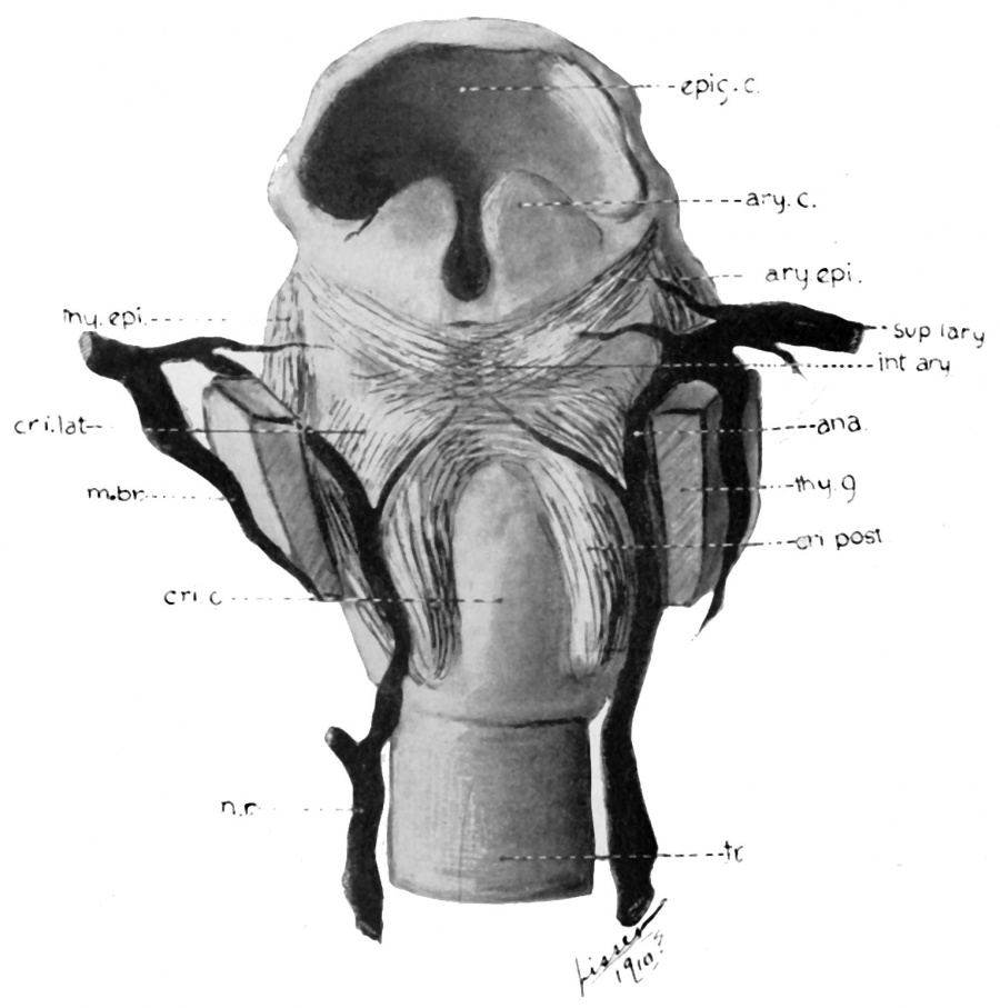 Paper - Studies on the development of the human larynx (1911) - Embryology