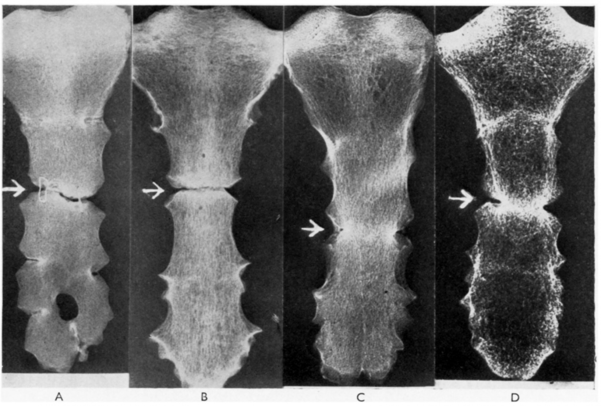 Paper - Factors leading to the development of a joint between the ...