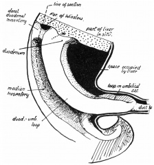 Gastrointestinal Tract - Mesentery Development - Embryology
