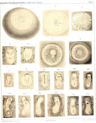 Lizard Development - Embryology