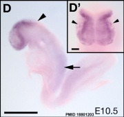 Rat Development - Embryology
