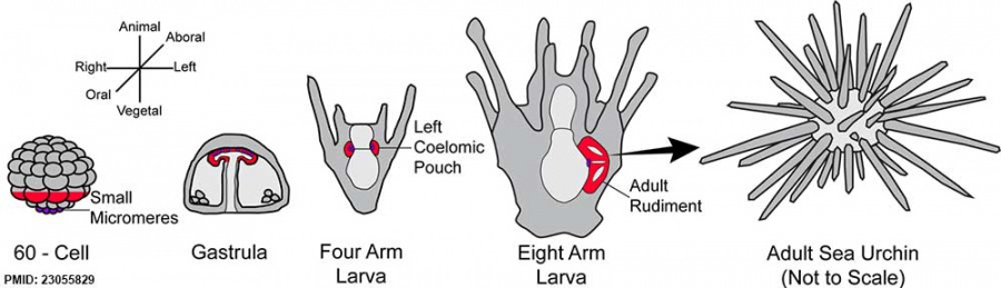 Sea Urchin Development - Embryology