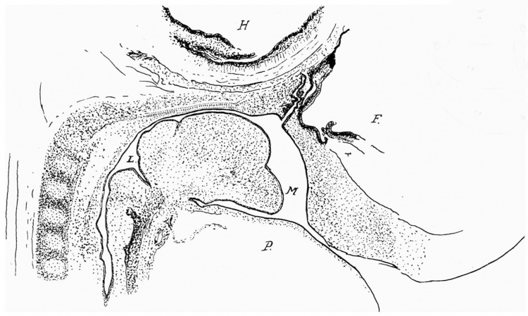 Paper - Pharyngeal end of Rathke's pouch (1911) - Embryology